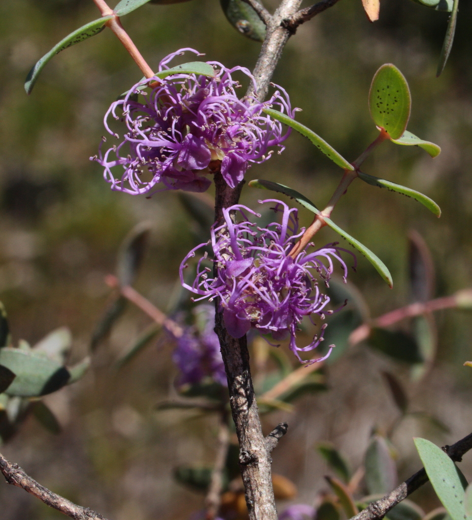 (Melaleuca violacea) - Botanical Realm