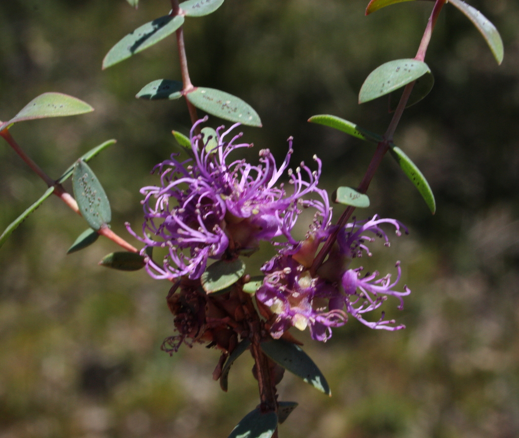 (Melaleuca violacea) - Botanical Realm