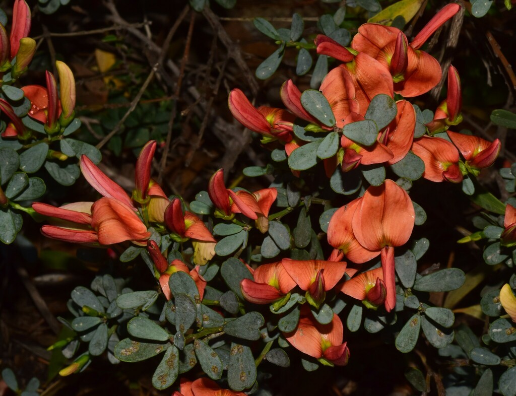Cockies Tongue from Royston Head Track, Innes NP, Inneston SA 5577 ...