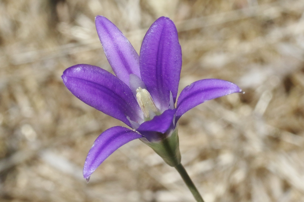harvest brodiaea from Santa Clara County, CA, USA on June 15, 2023 at ...