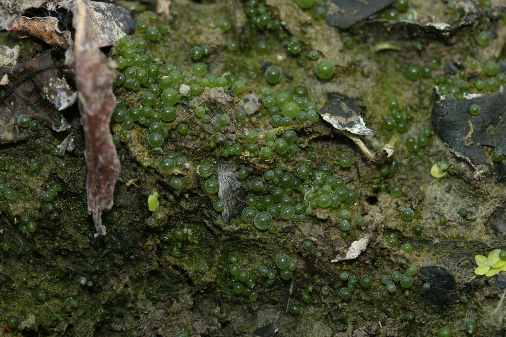Botrydium from 35580 Baulon, France on August 17, 2023 at 04:52 PM by ...