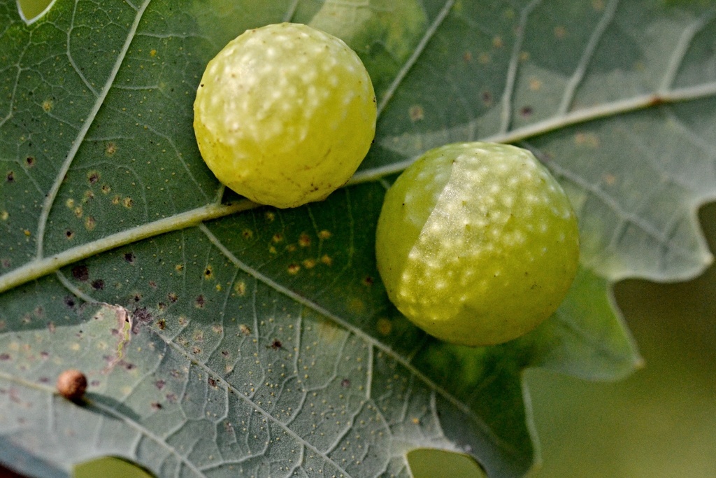 Cherry Gall Wasp from 293 01 Mladá Boleslav, Česko on August 14, 2023 ...