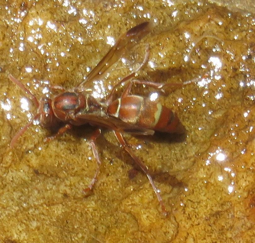 Umbrella Paper Wasps from Bergplaas on February 24, 2017 by Nicola van ...