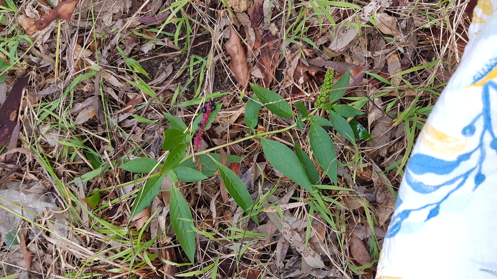 Inkweed from Sydney NSW, Australia on August 18, 2023 at 11:41 AM by ...