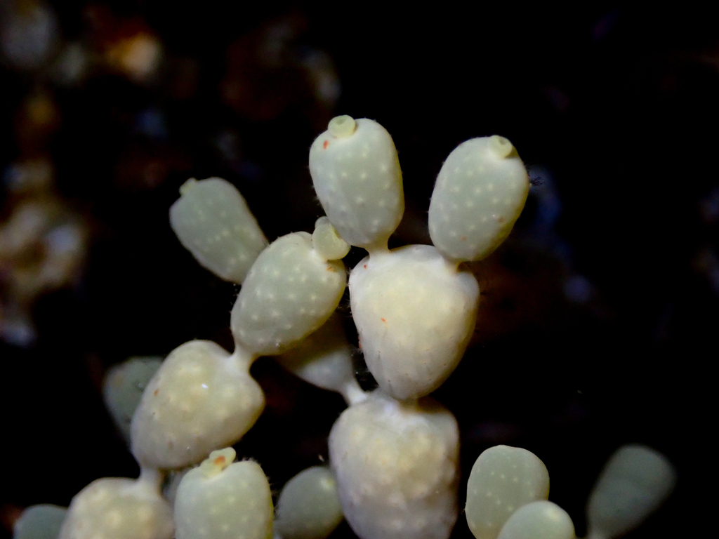Neptune's necklace from The Tanks, Forster NSW, Australia on August 18 ...