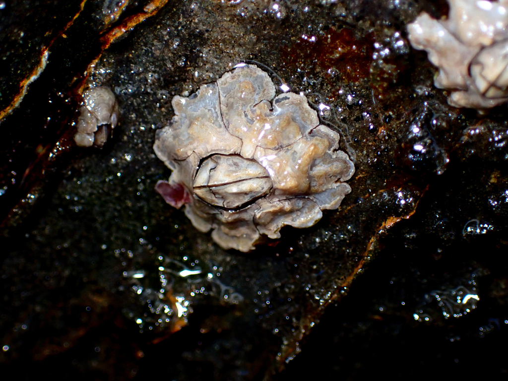 Chthamalid Barnacles from Forster NSW, Australia on August 18, 2023 at ...