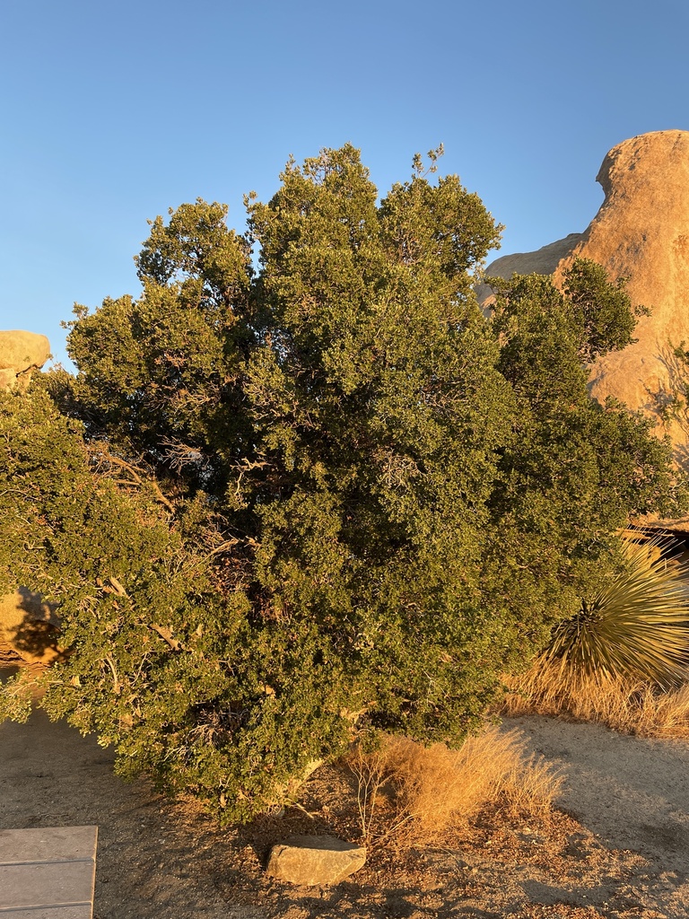 Muller's oak from Joshua Tree National Park, Riverside County, US-CA ...
