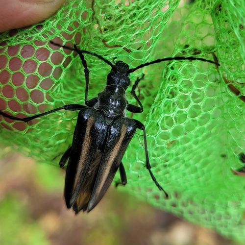 Stenocorus flavolineatus (Longhorn Beetles of the United States ...