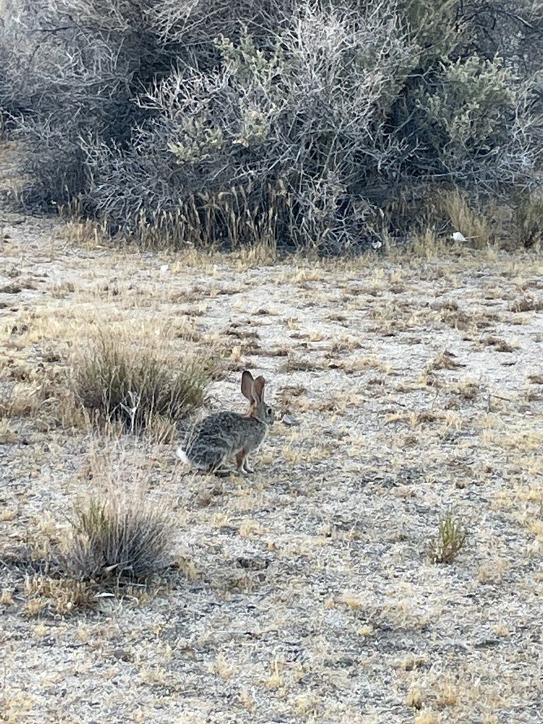 Desert Cottontail from Joshua Tree National Park, Riverside County, US ...