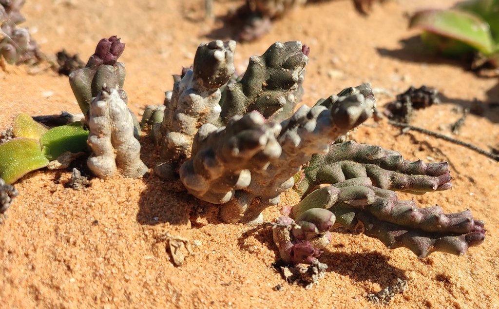 Tridentea pachyrrhiza in August 2023 by Nick Helme · iNaturalist
