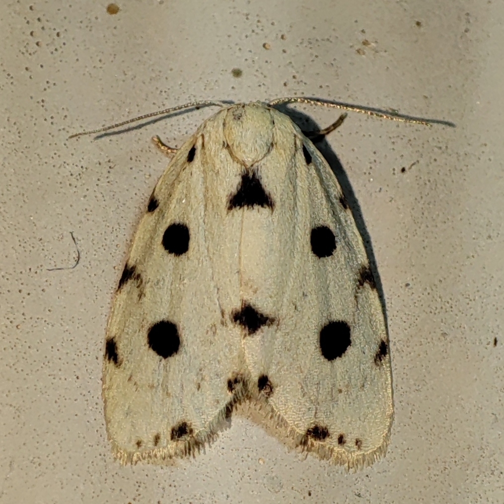 Aemene spotoptera from 48GJ+G8X, Veliyathunadu, Kerala 683102, India on ...