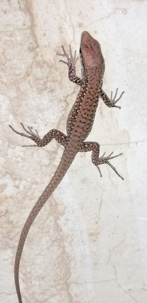 Lebanon Lizard from منطقة دوما، سوريا on August 17, 2023 by Heba Salhab ...