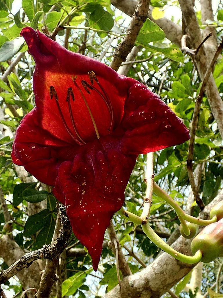 Sausage tree from Kingfisher street, Santa Lucia, Natal, SA on ...