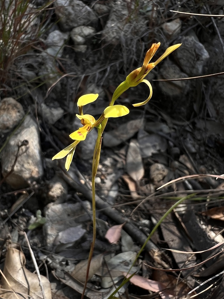 northern donkey orchid in August 2023 by danicalockett · iNaturalist