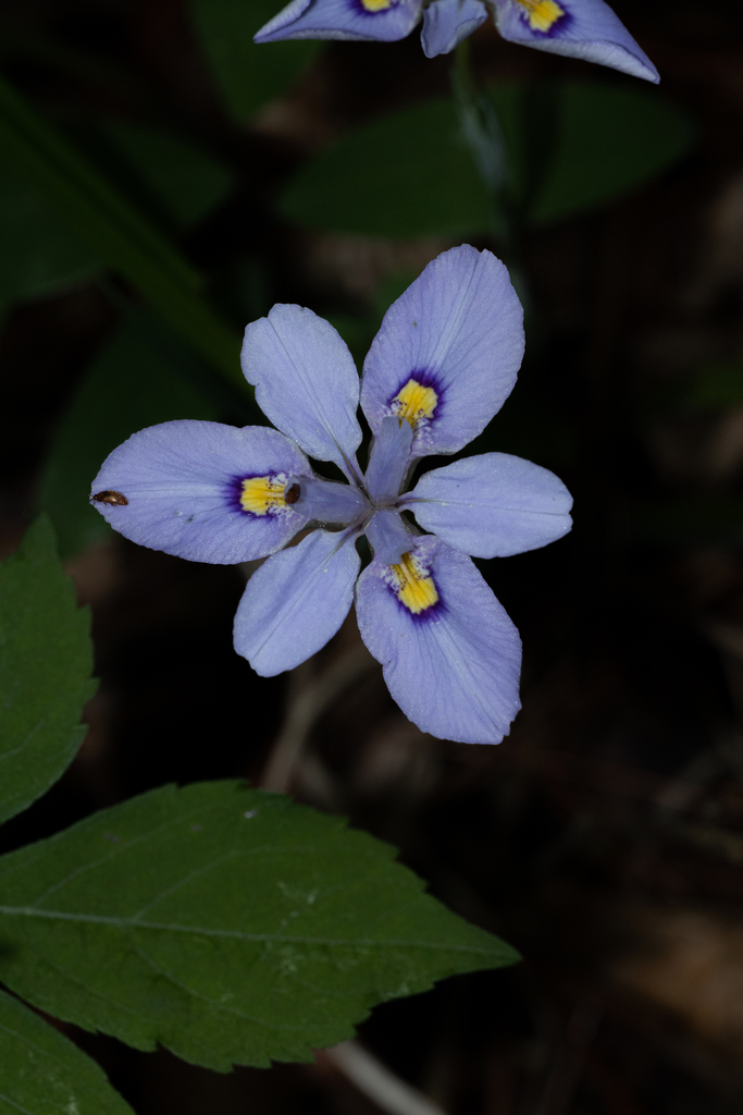 Iris proantha from 天目山国家级自然保护区 on April 28, 2023 at 12:06 PM by Chuan ...