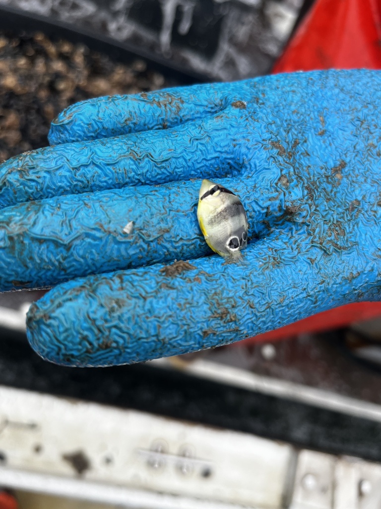 Four-eyed Butterflyfish from Dutch Island Harbor, Jamestown, RI, US on ...