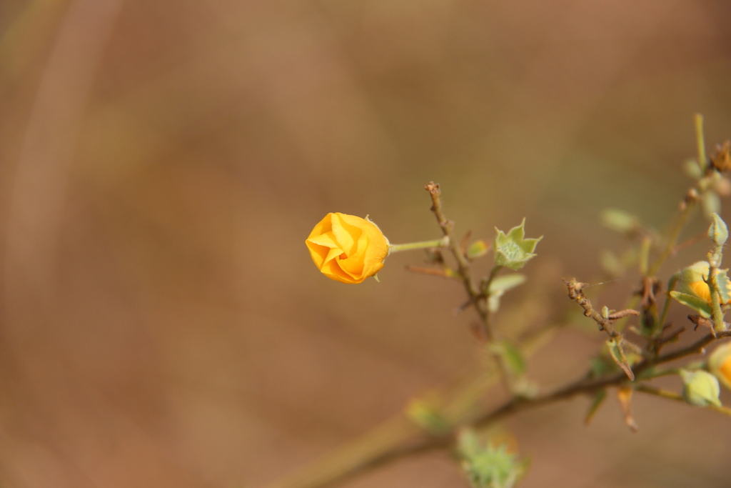 Indian mallows from McArthur NT 0852, Australia on July 1, 2023 at 02: ...