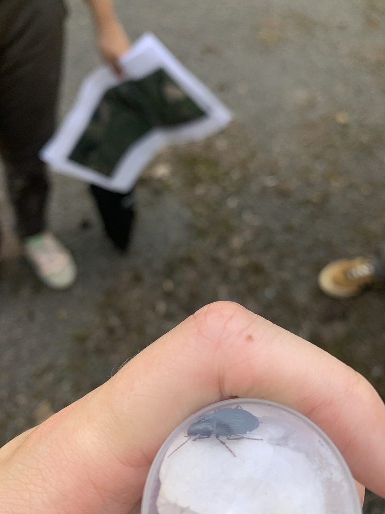 Calathus fuscipes from Brandon Lane, Coventry, England, GB on August 17 ...