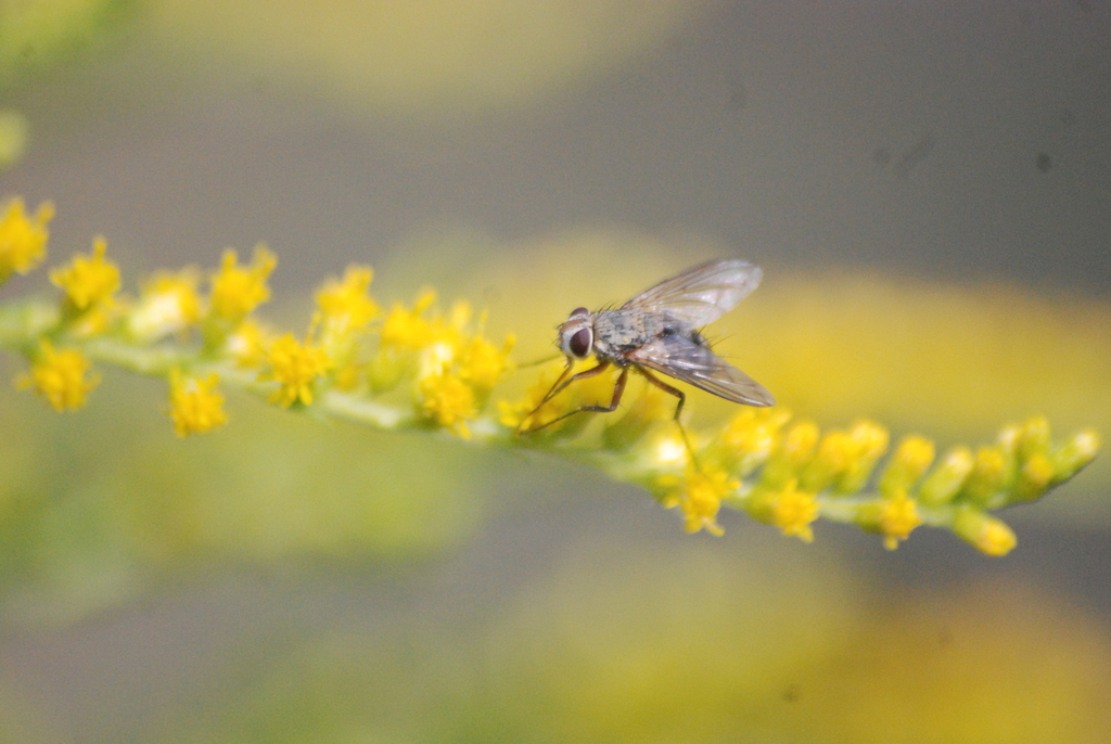 Prosena siberita from Ursynów-Centrum, Warszawa, Poland on August 18 ...