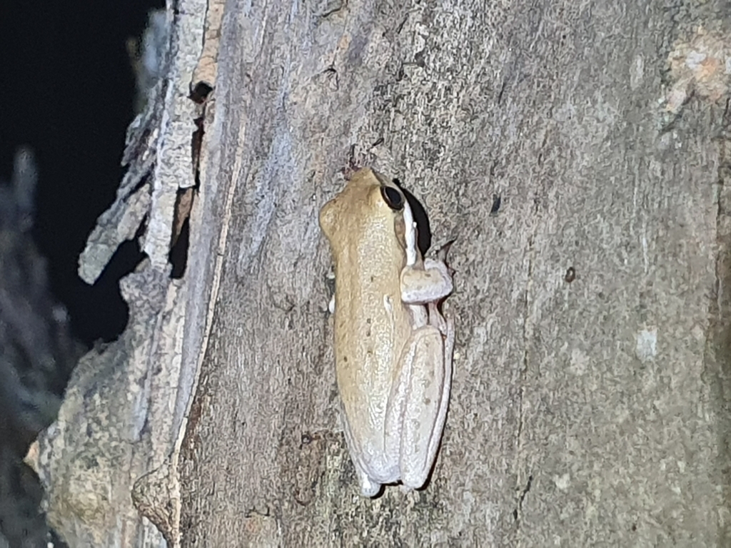 Litoria fallax-bicolor complex from Bowen QLD 4805, Australia on August ...