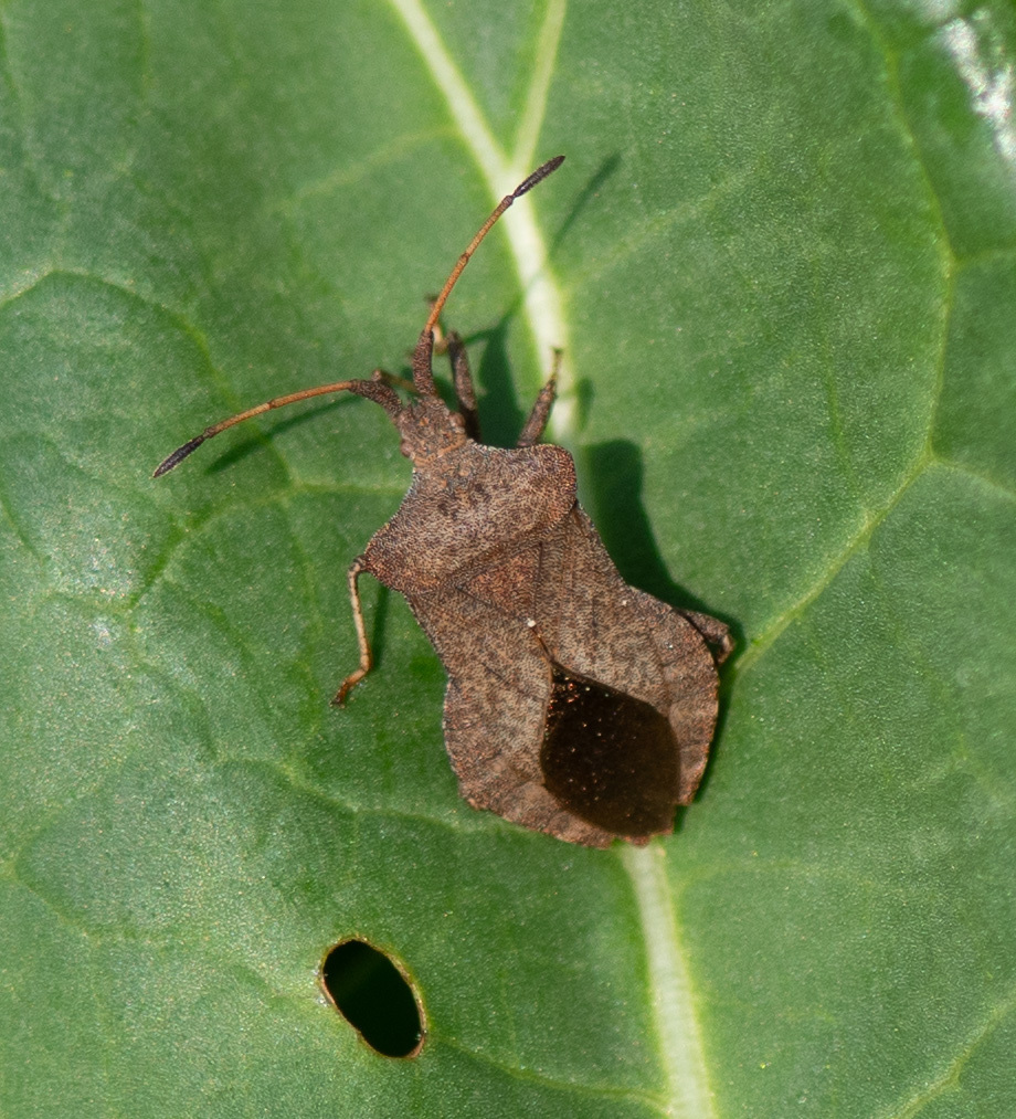 Dock Bug from 39539 Havelberg, Deutschland on August 18, 2023 at 09:14 ...
