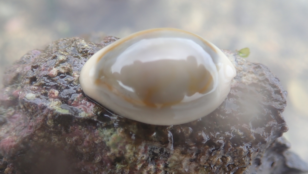 Gold Ring Cowry from New Taipei, TW-NT-TP, TW on July 29, 2023 at 10:40 ...