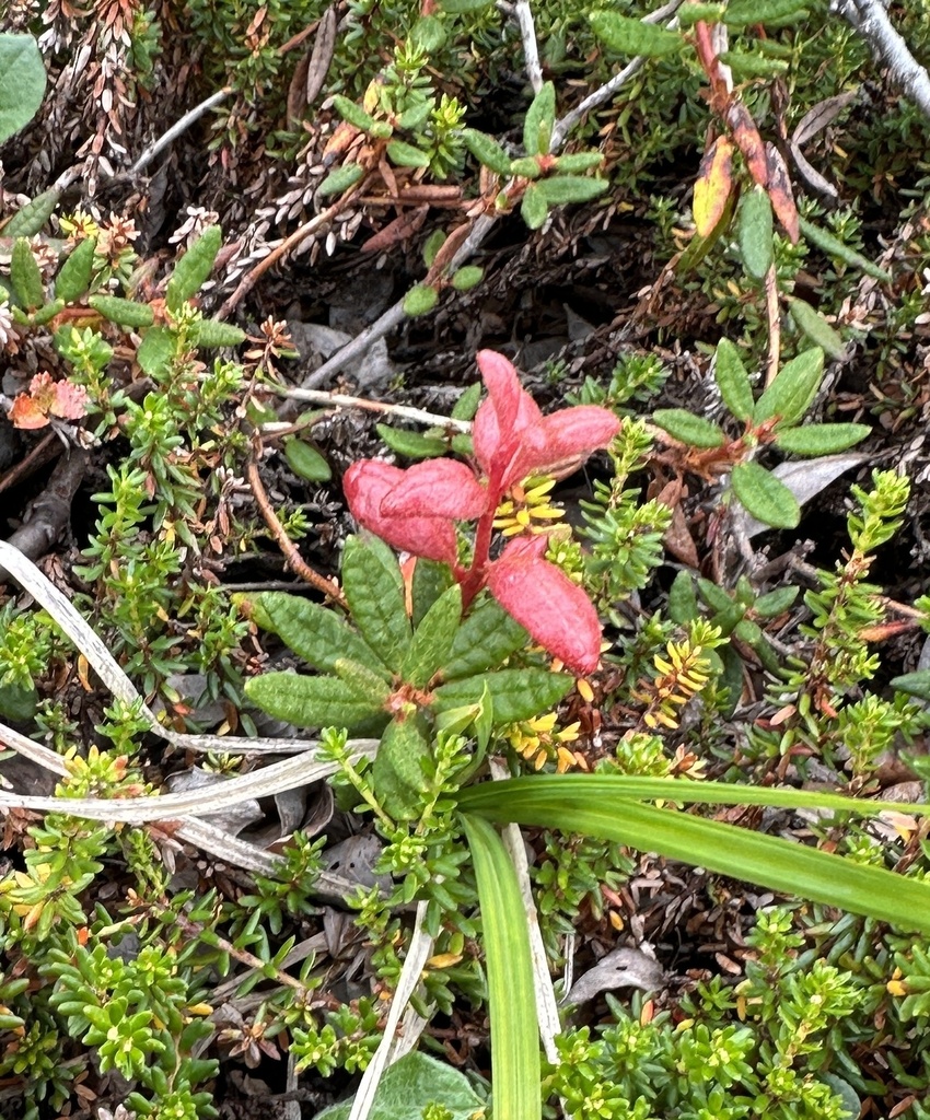Bog Labrador Tea from Greenland, Kitaa, GL on August 17, 2023 at 09:26 ...