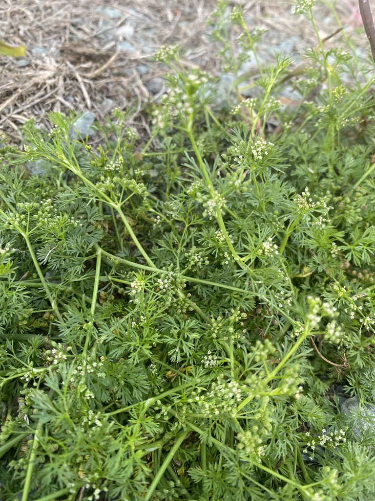 Marsh parsley from Southeast Inner Brisbane, Carina, QLD, AU on August ...