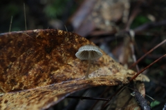 Observations by tref · iNaturalist