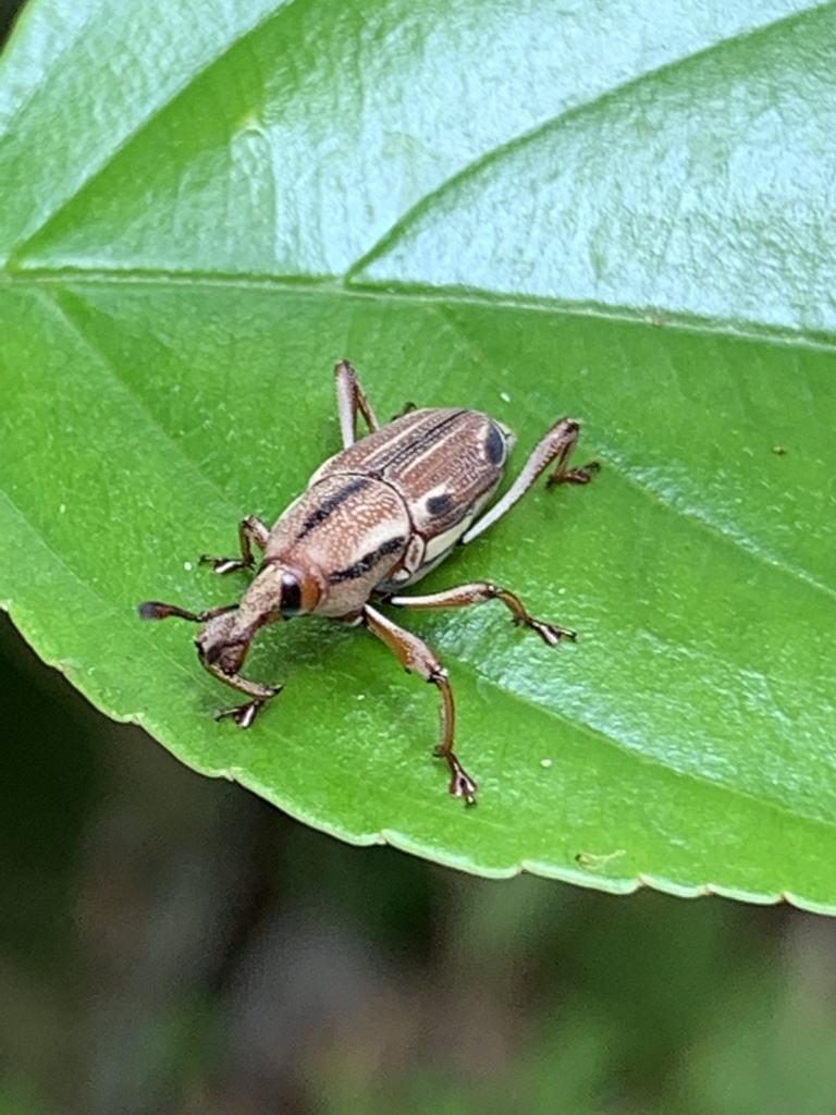 Sphenocorynes kosempoensis from 清大蝴蝶園 on May 11, 2023 at 12:30 PM by HC ...