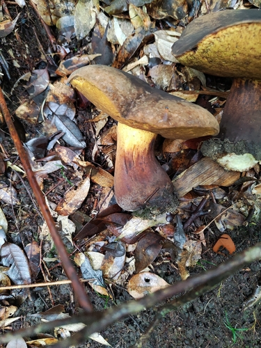 Observations by tref · iNaturalist