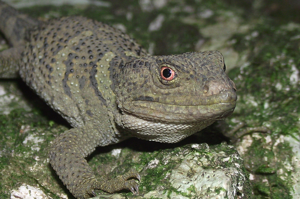 Newman's Knob-scaled Lizard from Xilitla, S.L.P., México on July 20 ...