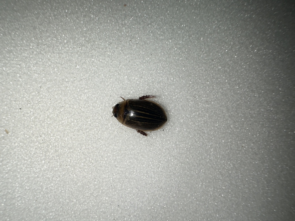 Hydaticus grammicus from 대한민국 경기도 포천시 소흘읍 on August 17, 2023 at 09:45 ...