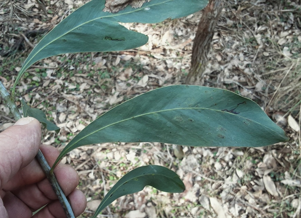 sickle wattle from Agnes Banks NSW 2753, Australia on August 16, 2023 ...