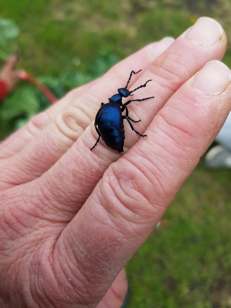 Violet Oil Beetle from 4500 Nykøbing Sjælland, Danmark on 13 May, 2021 ...
