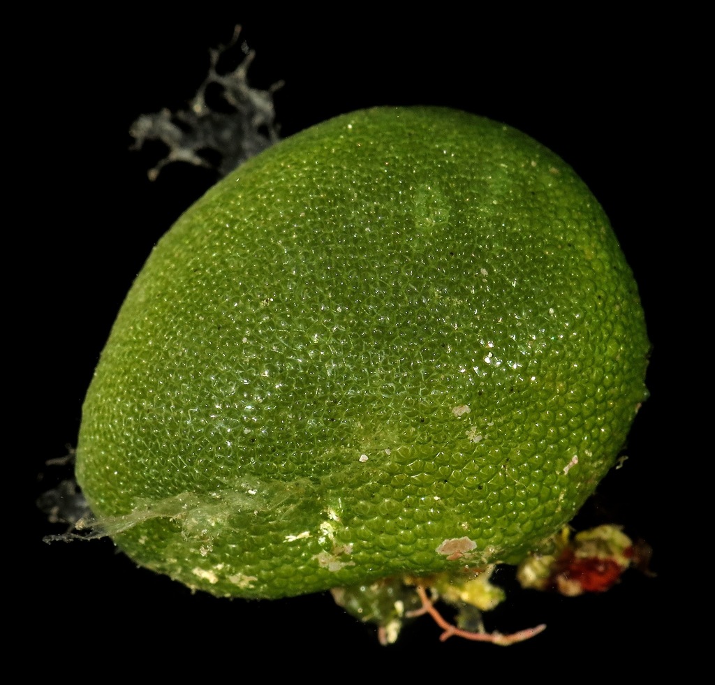(Dictyosphaeria) - Botanical Realm