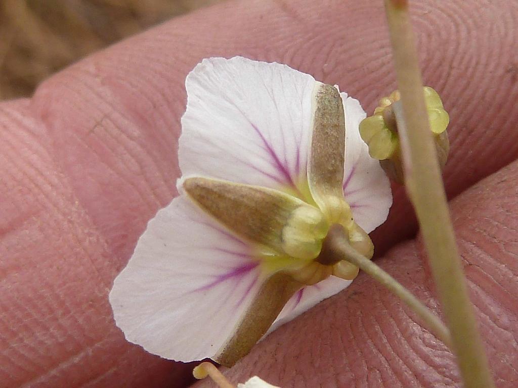Grassland Blue Cress Flower from Steenkampsberg on October 15, 2014 by ...
