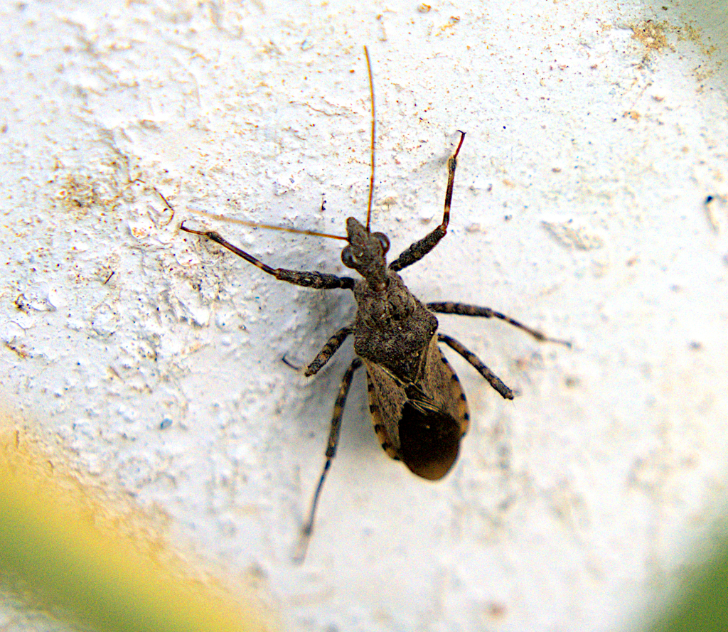 Coranus from Thubarahalli Lake, Brookefield, Bengaluru, Karnataka ...