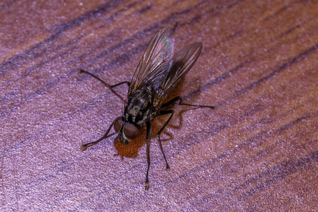 Root-maggot Flies from 中国北京市密云区 on August 16, 2023 at 10:33 PM by ...