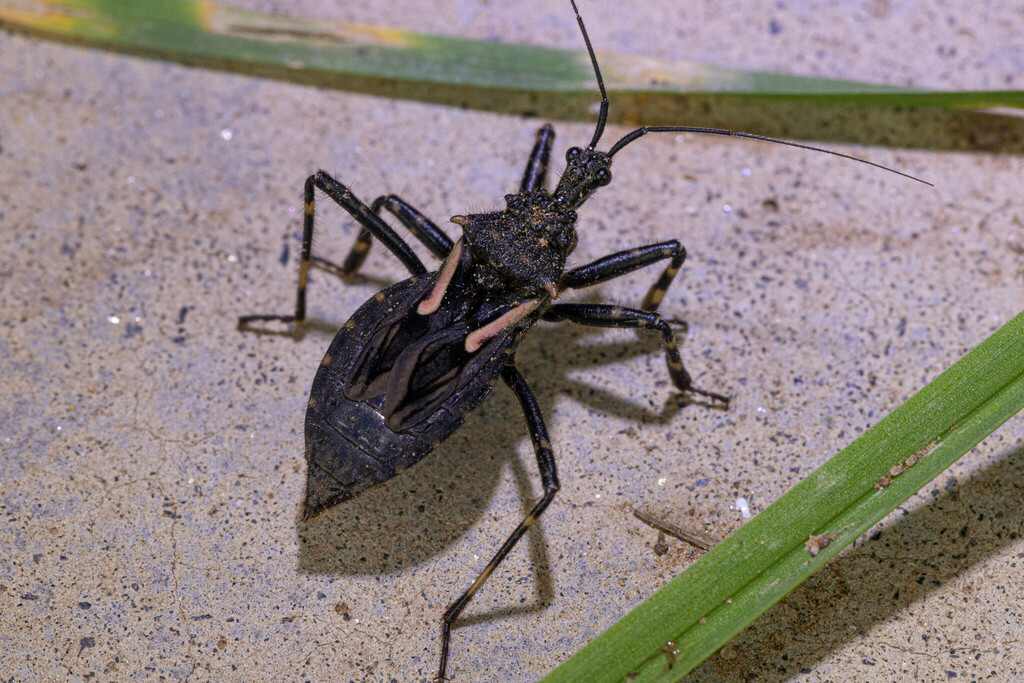 Acanthaspis from 中国北京市密云区 on August 17, 2023 at 10:41 PM by poikljd ...