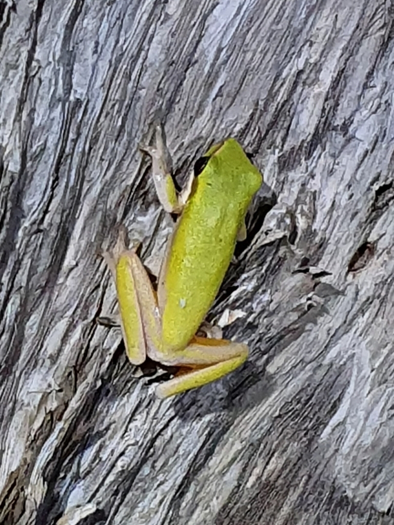 Litoria fallax-bicolor complex from Bowen QLD 4805, Australia on August ...