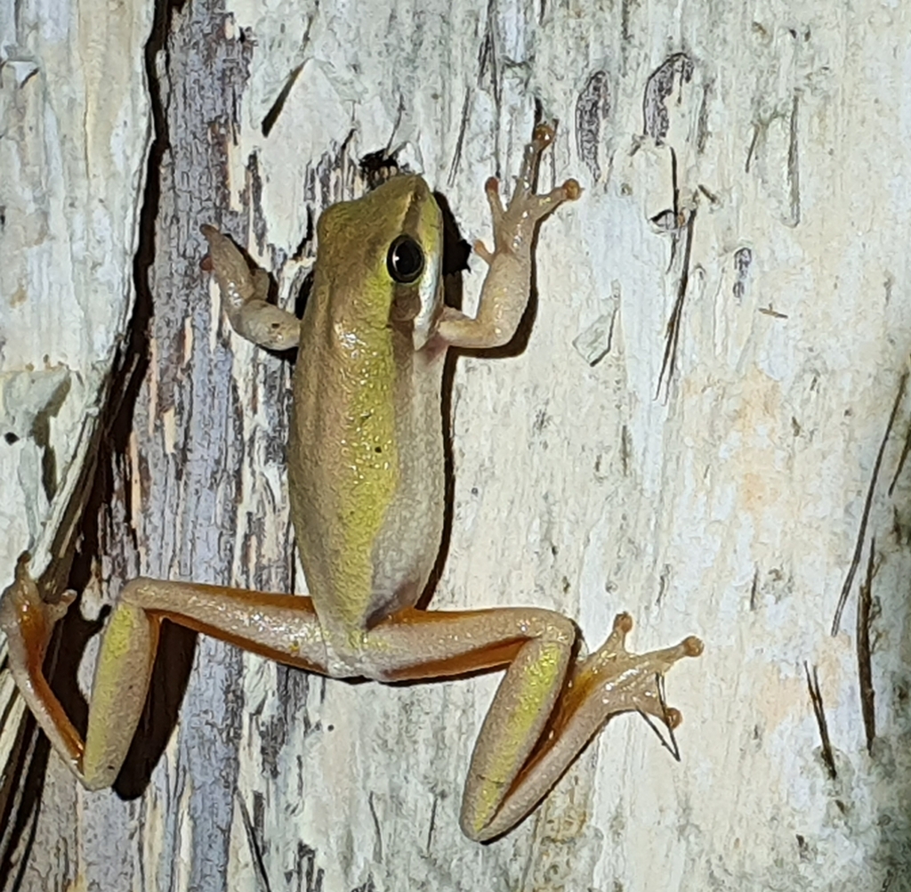 Litoria fallax-bicolor complex from Bowen QLD 4805, Australia on August ...