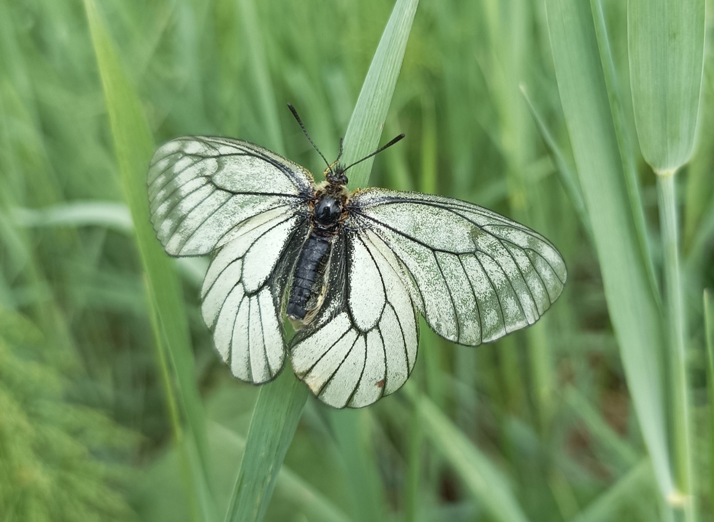 Parnassius stubbendorfii from Томская обл., Россия, 636811 on June 18 ...