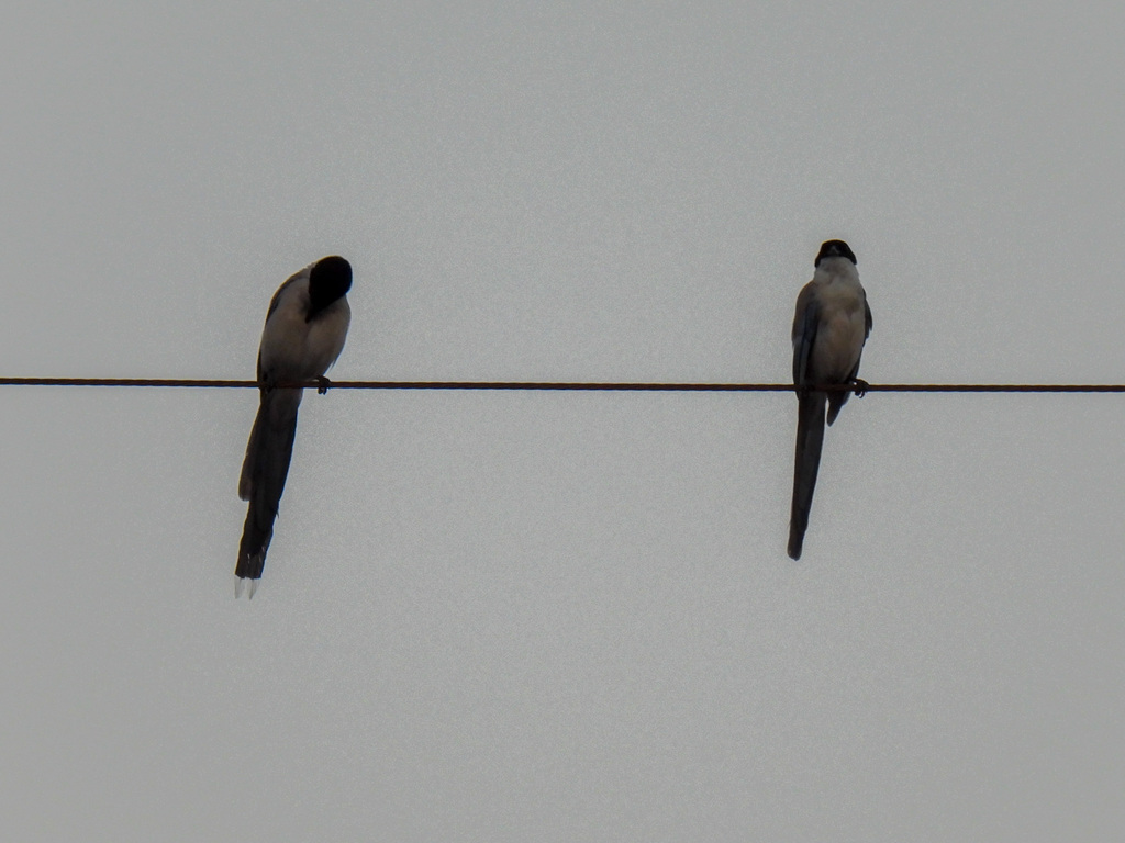 Azure-winged Magpie from Shinkawa, Mitaka, Tokyo 181-0004, Japan on ...