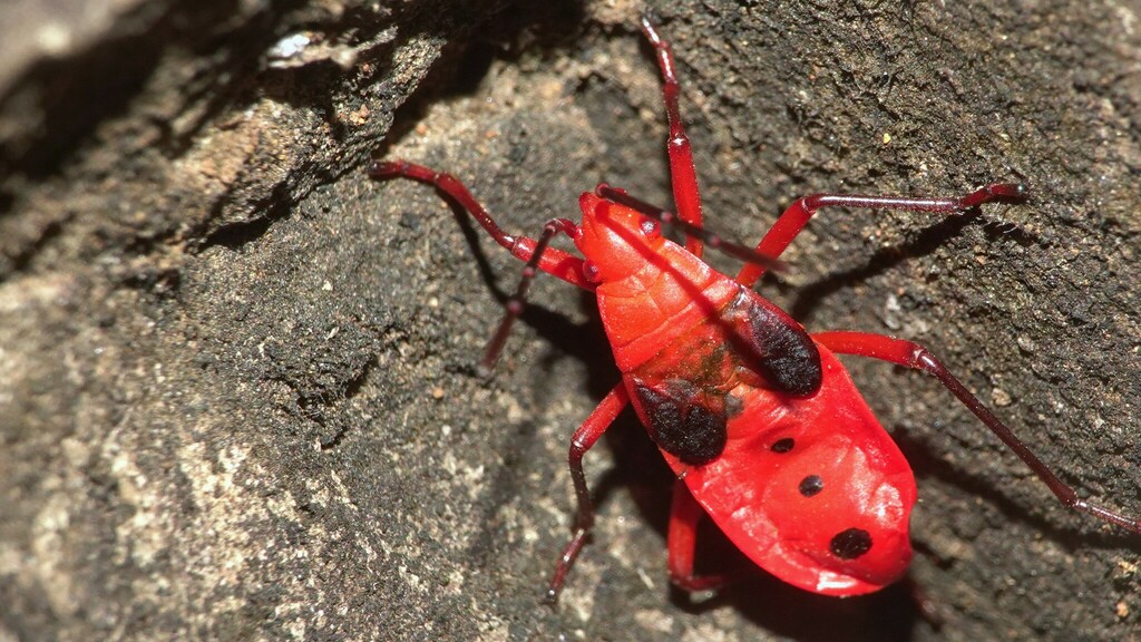 Antilochus coquebertii from Film City, Goregaon East, Mumbai suburban ...