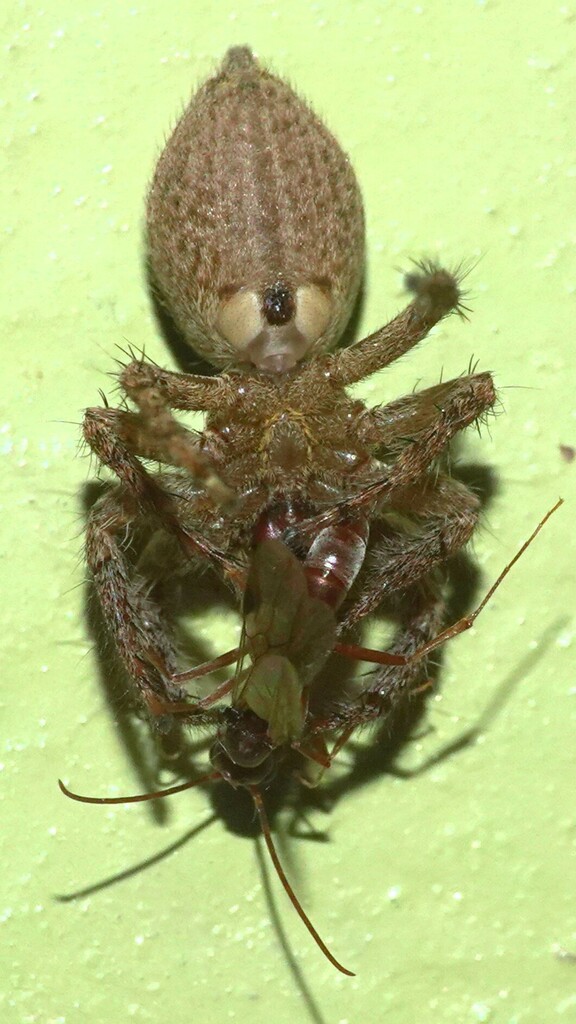 Pantropical Jumping Spider from Film City, Goregaon East, Mumbai ...