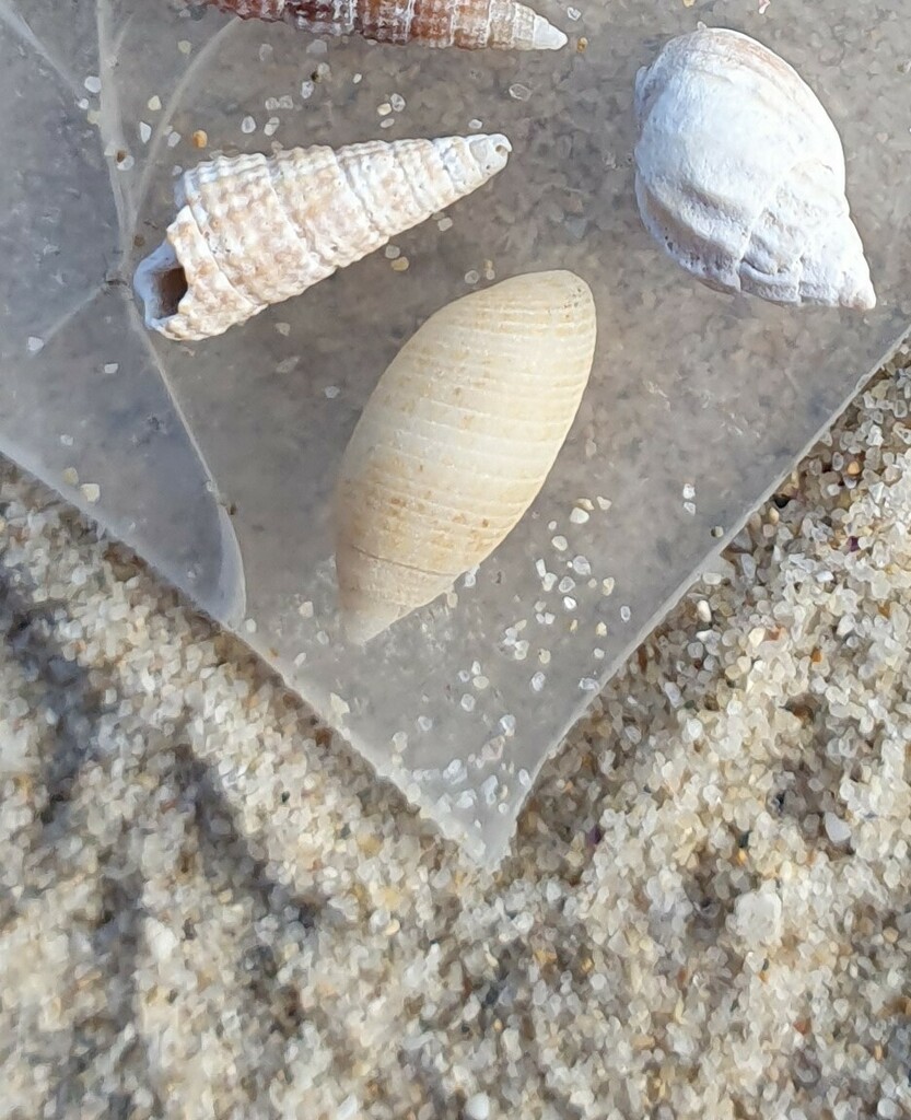 Pupa affinis from Gunnamatta Bay, Sydney NSW, Australia on August 16, 2023 at 02:57 PM by Gary ...