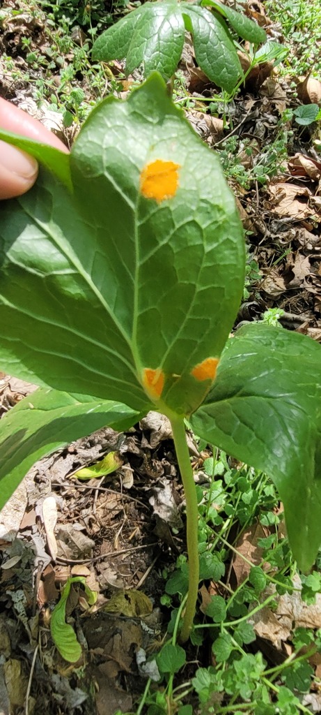 Mayapple Rust from Allegany County, MD, USA on April 21, 2023 at 12:34 ...