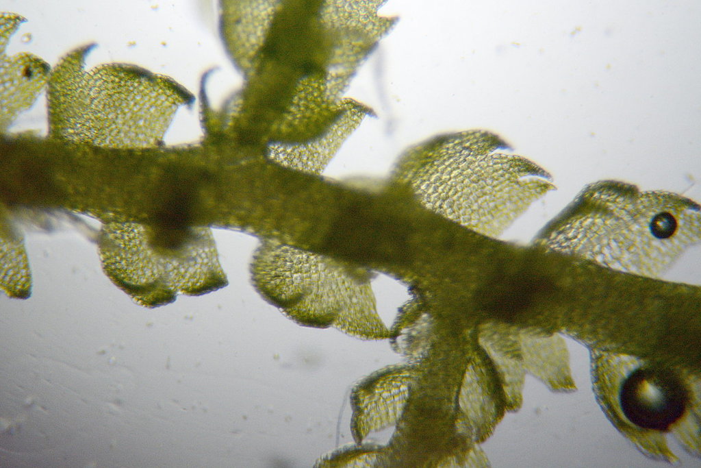 leafy and simple thalloid liverworts (Jungermanniopsida) - Botanical Realm