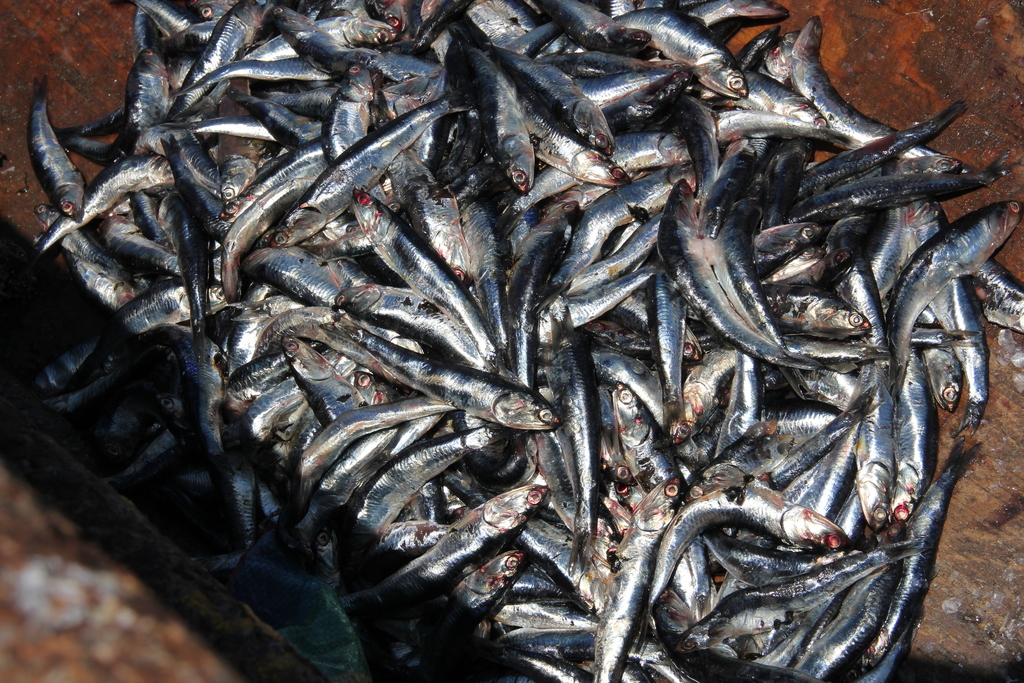 Peruvian Anchoveta (Engraulis ringens) - Marine Life Identification
